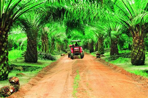 Malaysia Indonesia Must Cooperate Against Eu Palm Oil Ban New