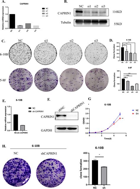 Knockdown Of Caprin1 In Npc Cells Inhibits Cell Proliferation A Mrna