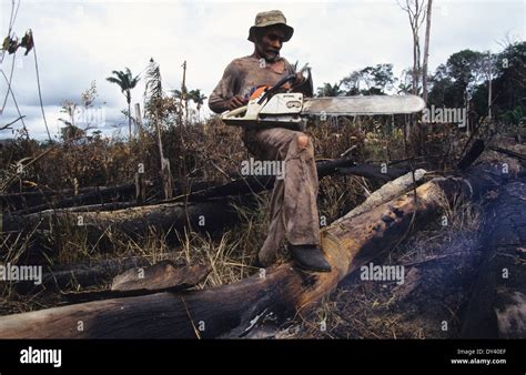Tropical Rainforest Slash And Burn Cultivation By Local Settler
