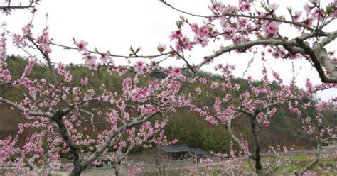 나의 살던 고향은 꽃 피는 산골 경북 영천시 화산면