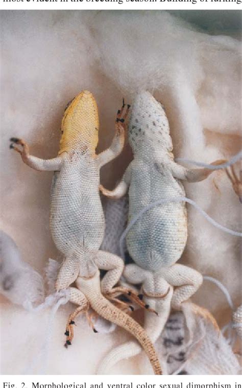 Figure 2 From Sexual Dimorphism In Liolaemus Occipitalis Iguania
