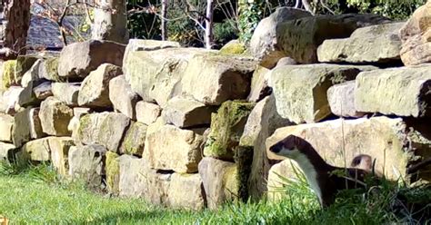 Trogtrogblog News From The Weasel Wall