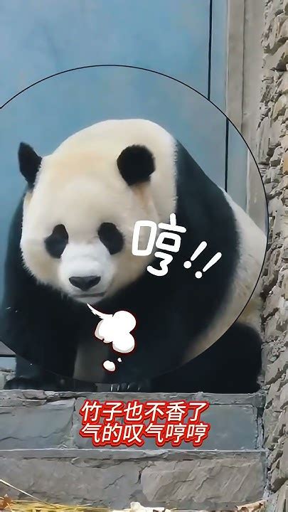 王奶爸又抱着别熊得瑟 小奇迹知道后气炸了 王奶妈火速飞奔回来哄 小奇迹：又是拿捏奶妈的一天😂来这吸熊猫 大熊猫小奇迹萌宠出道计划 林先生小