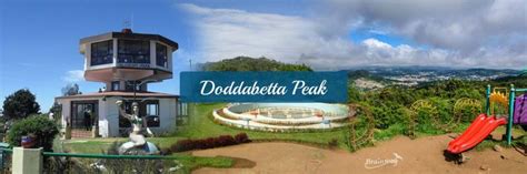 Bangaloremysoreooty And Kodaikanal Honeymoon Tour 217820holiday