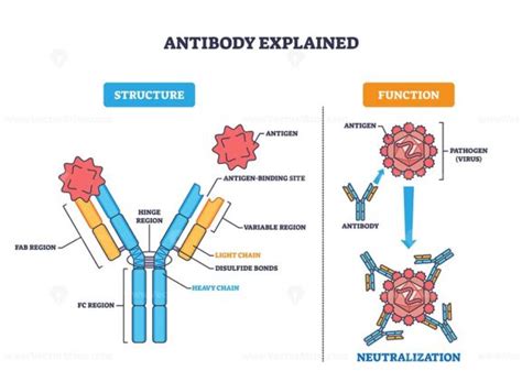 Antibody Explained Y Shaped Protein Binds Antigen To Neutralize A Virus Showing Structure And