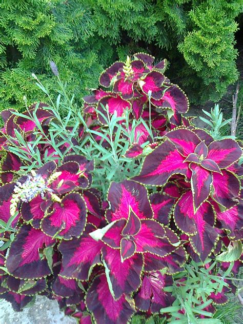 Безплатна снимка вечнозелен парк сезон тревисто растение целогодишен син декоративни