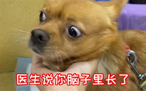 哈尼突然生病了 柯铭和四只熊孩子 柯铭和四只熊孩子 哔哩哔哩视频