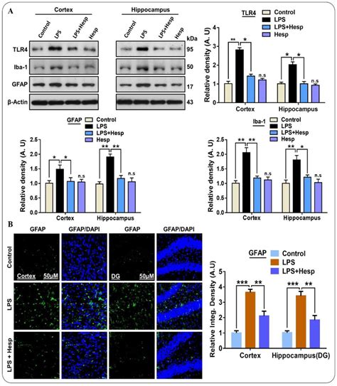 Schematic Diagram Of The Experimental Design Showing The Duration Of Download Scientific