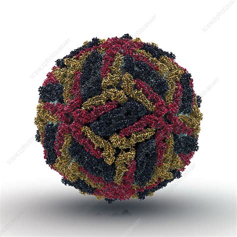 Dengue Virus Particle Artwork Stock Image C021 0490 Science
