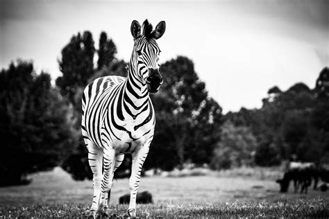 Funny Zebra Wallpapers Wallpaper Cave