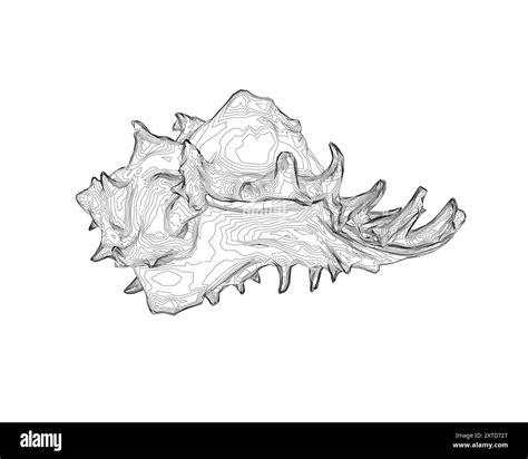 Outline Spiral Conch Sea Shell Sketch Style Vector Illustration Isolated On White Background