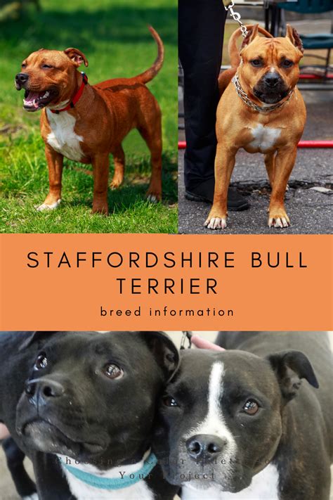 The 15 Best Therapy Dog Breeds Artofit
