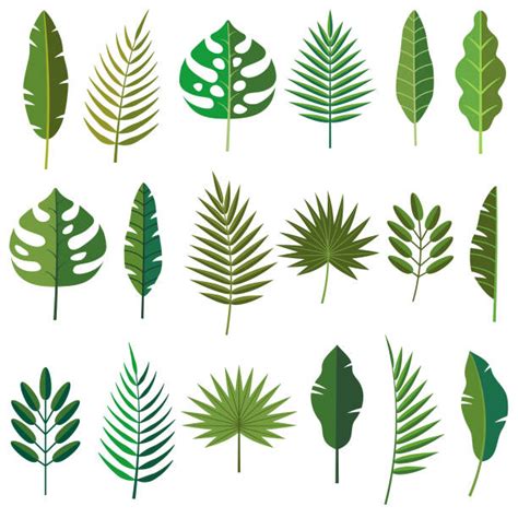 Palm Leaf 스톡 사진 및 일러스트 Istock