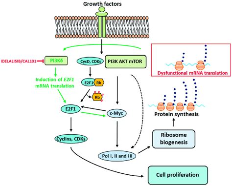 Mrna Translation Stress Feedback To Ribosome Biogenesis And Cell