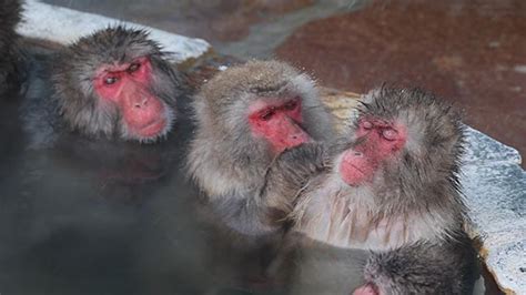 サルもまったり 函館市熱帯植物園で恒例サルの温泉入浴動画北海道新聞デジタル
