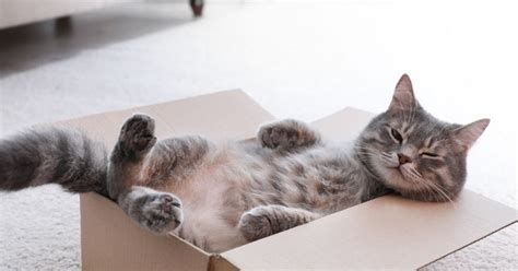 5 Tips For Keeping Your Cat Happy Indoors And Why Its Important
