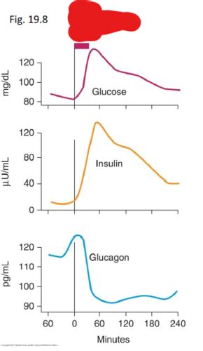 Lecture 17 The Regulation Of Fuel Metabolism Lecture 15 Metabolism Lecture 14 Cell