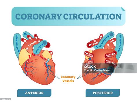 관상 동맥 순환 해 부 단면 다이어그램 벡터 일러스트 레이 션 계획을 표시 심장과 폐를 통해 그리고 다시 시체 시체에서 혈액 흐름 회로 관상동맥에 대한 스톡 벡터 아트 및