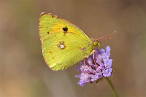 Github Macrodriguesbutterflydetector Using Cnn To Detect Butterflies