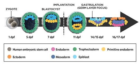 Stem Cell Based Embryo Models Add A Dimension To Developmental Biology