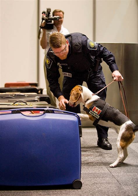 Cbsa Border Seizures Globalnewsca