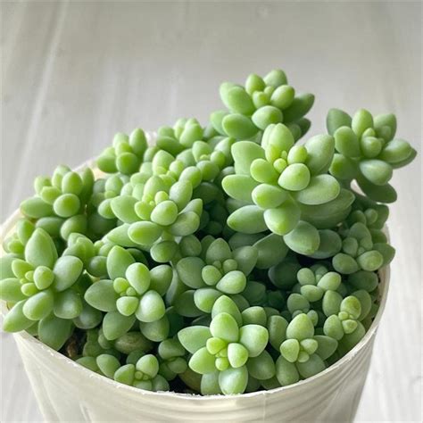 日本花キ流通 多肉植物 Sbセダム ばらまき新玉つづり セダム 75cmポット フラワーネット日本花キ流通 通販 Yahoo
