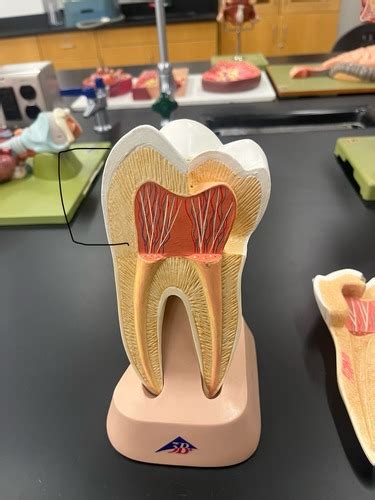 Tooth Model Flashcards Quizlet
