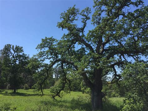 Upper Bidwell Park Hike Yahi Trail Chico Hiking Trails