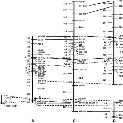 Independent Linkage Maps Of The Sex Locus Linkage Group Iii The