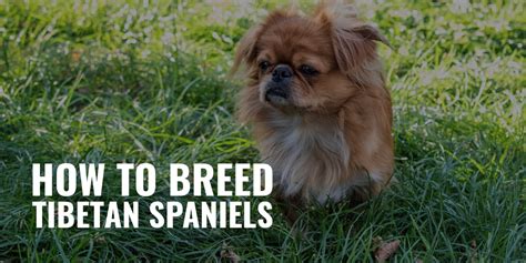 Sexing Puppies — How To Determine The Sex Of Newborn Puppies