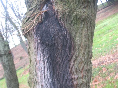 Can I Get Rid Of Sap Stains On My Mulberry Tree Gardening Landscaping Stack Exchange