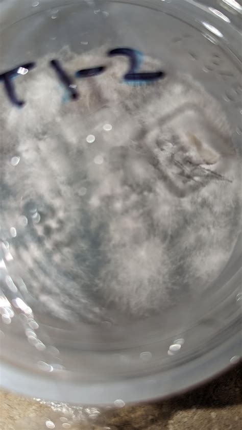 Agar Mycelium Seems Too Thin Rcontamfam