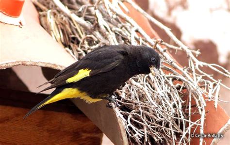 Black Siskin Spinus Atrata Peru Aves