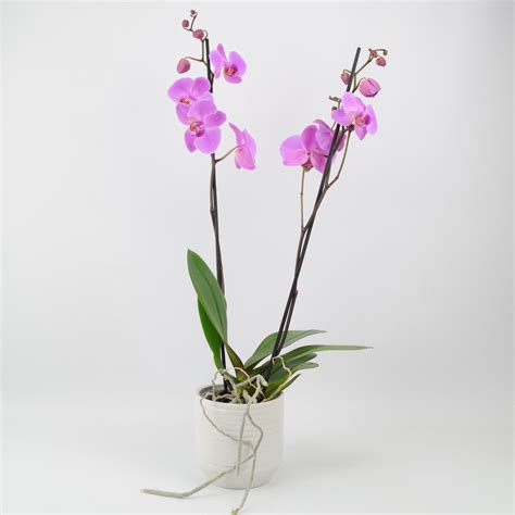Phalaenopsis Orchid 2 Stem Pink Uk Grown And Peat Free In 12cm Pot