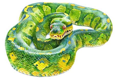 Green Tree Python Pastel Colored In Hand Drawn Style Watercolor Isolated On White Background