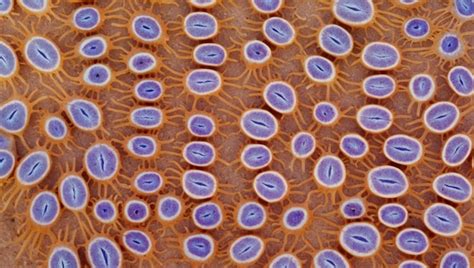 Microscopic View Of Tissue Layers Showcasing Vibrant Cellular