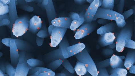 Urine Tests Identify Brain Tumors By Capturing Cancer Dna Using