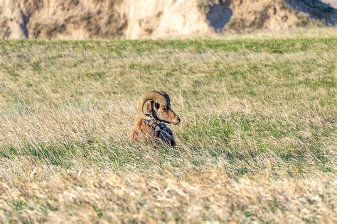 Badlands Wildlife
