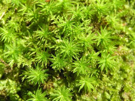 Polytrichaceae Image Gallery