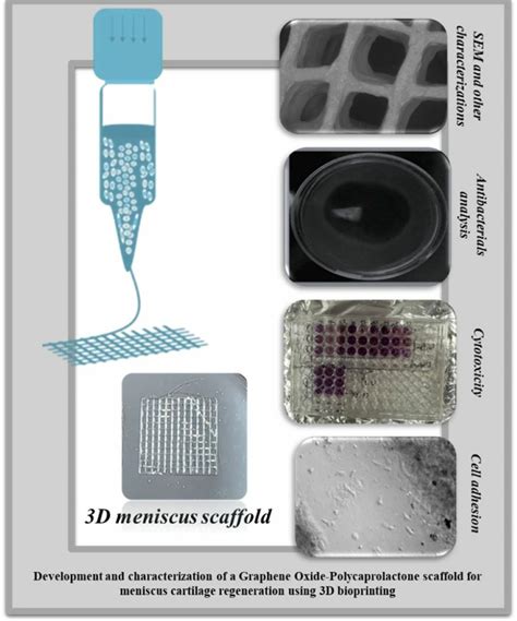 Development And Characterization Of A Polycaprolactone Graphene Oxide Scaffold For Meniscus