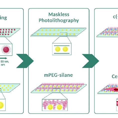 Preparation Of Micropatterned 1d Rgd Nanopatterned Surfaces Diagram Of Download Scientific