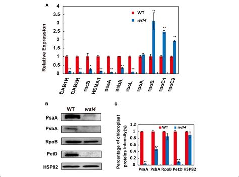Expression Analyses Of Chloroplast Encoded And Nuclear Encoded Genes