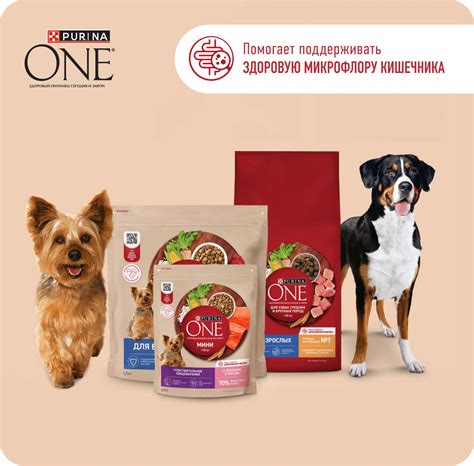 Официальный сайт Purina ONE® для собак: корма, советы о питании, уходе ...