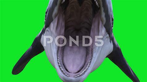 Killer Whale Attack