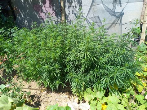 Explotó De Inscriptos La Carrera Para El Cultivo De Cannabis En Mendoza