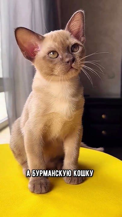 Котопсы или породы кошек которые характером похожи на собак кошка кот