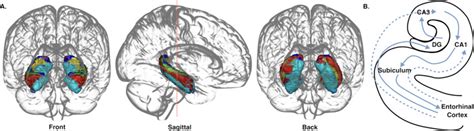 Hippocampal Circuit Dysfunction In Psychosis Pmc