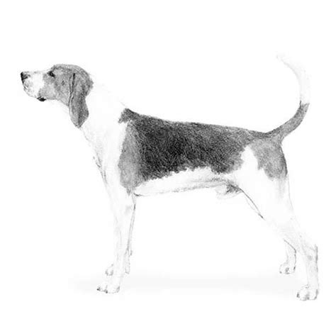 Are Treeing Walker Coonhounds Aggressive