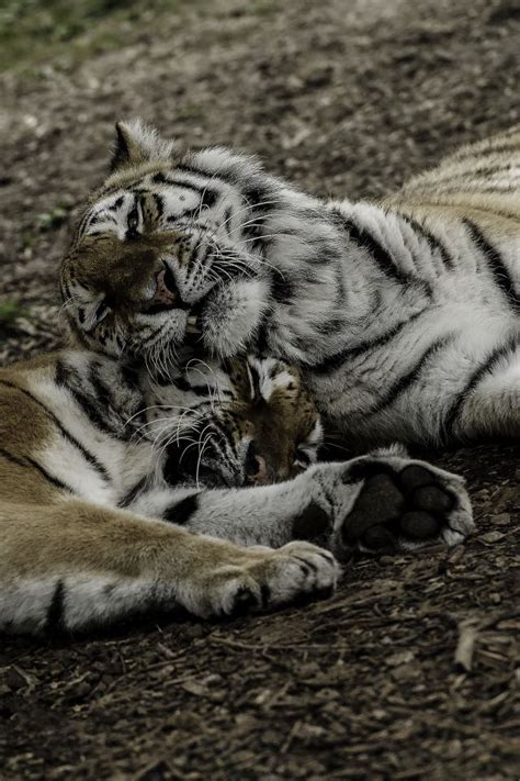 Pin By Dominique BENKEO De SAARFALVAY On ANIMAUX Wild Cats Great Cat