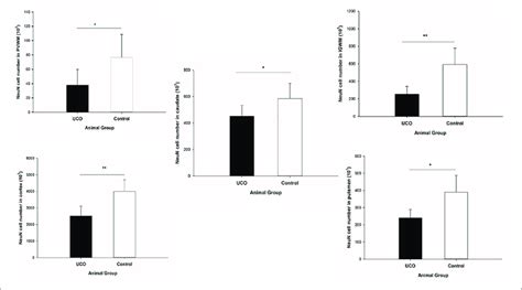 Effect Of Uco On The Number Of Neun Positive Neurons In Igwm Cortex